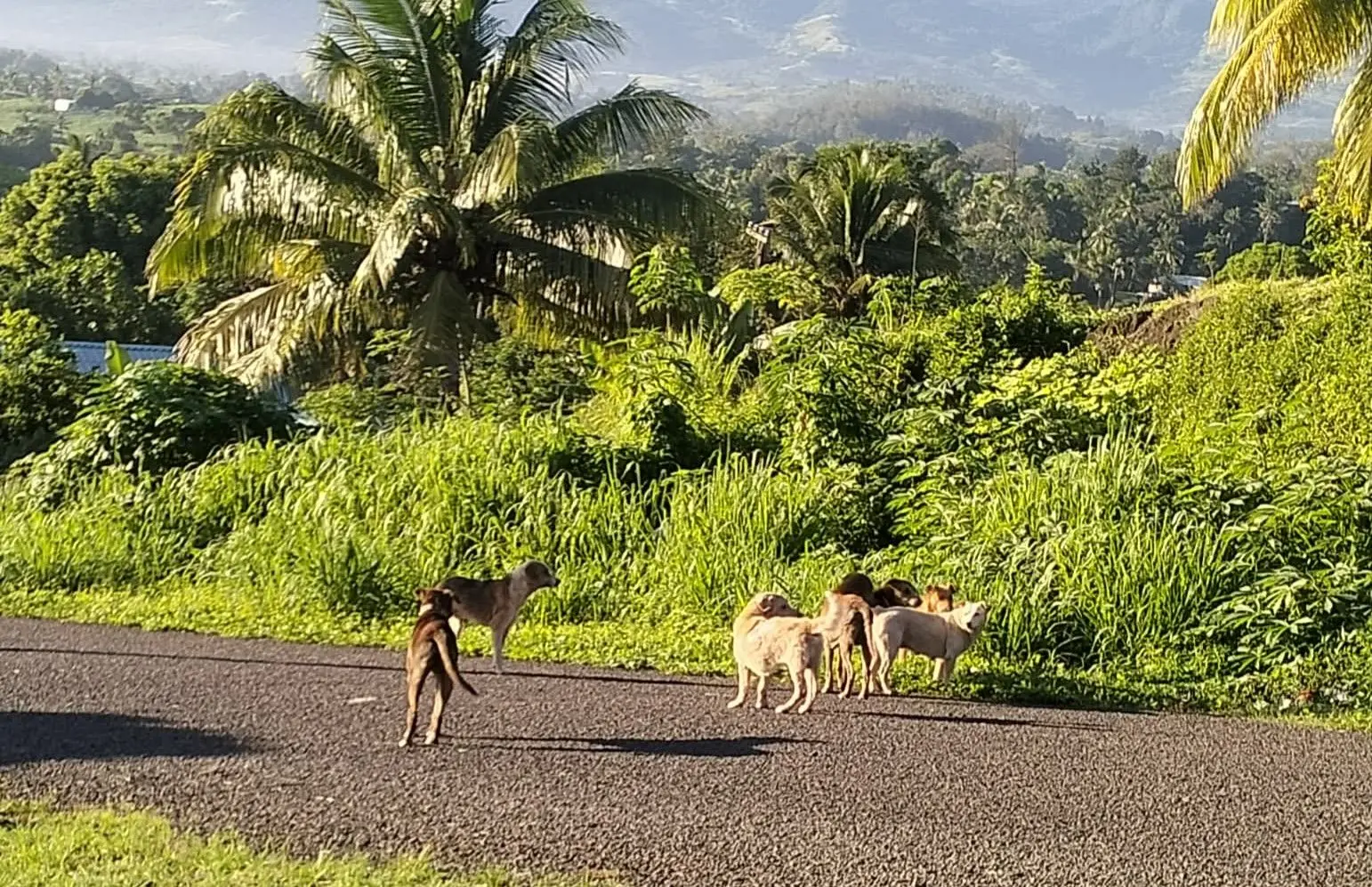 Labasa residents raises concerns on rising number of stray dogs | Fiji Sun