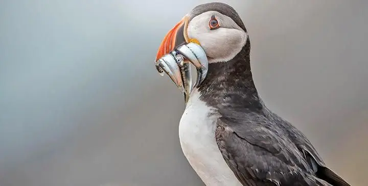 Puffin Numbers Reach New High on Skomer Island | Fiji Sun