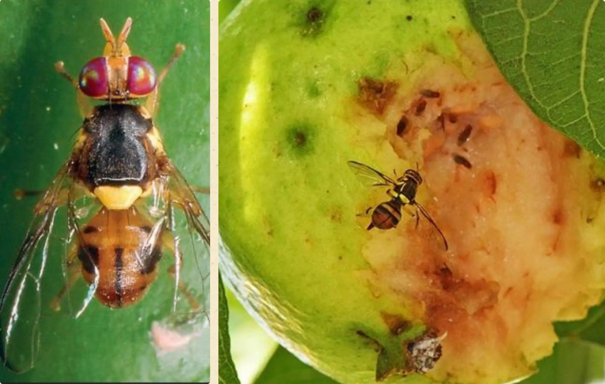 Farmers warned as invasive fruit fly hits Yasawas | Fiji Sun